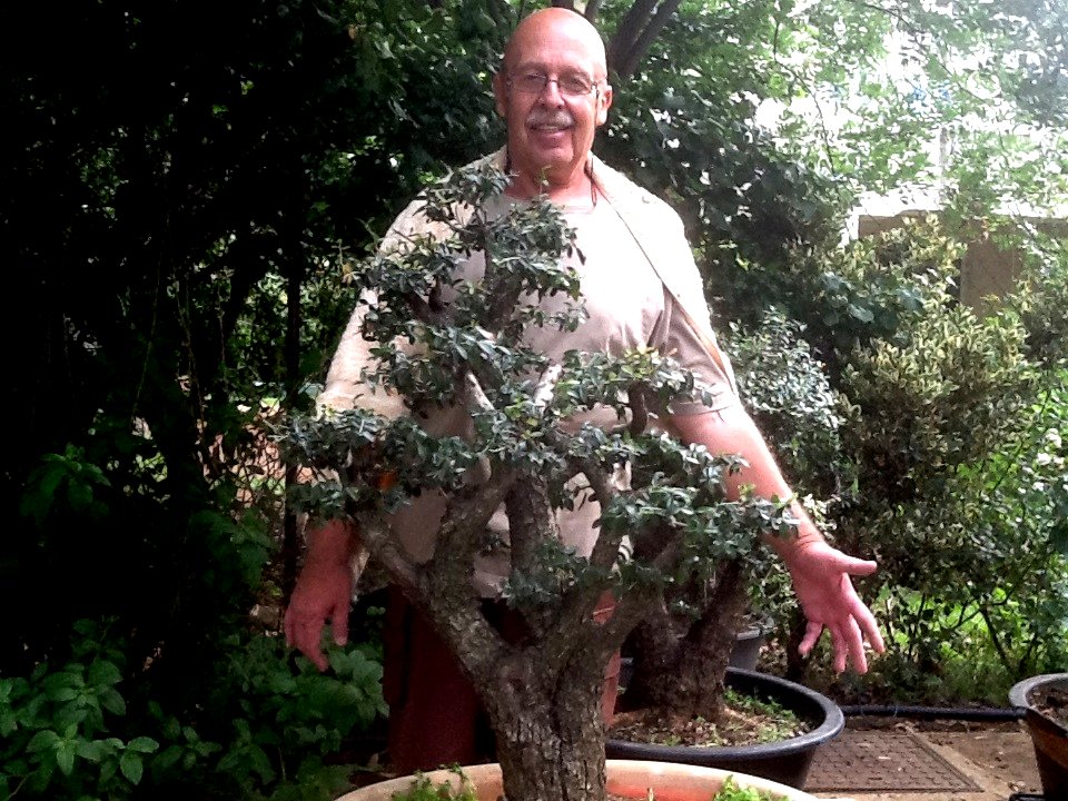 LENNARD'S BONSAI BEGINNINGS.: Olea europaea spp. africana(Olienhout ...