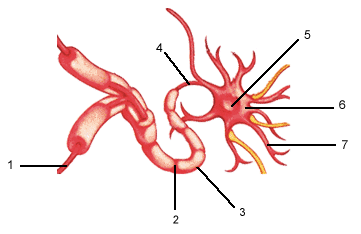 BIOLOGI GONZAGA: PRETEST BIO KELAS XI SEMESTER 1