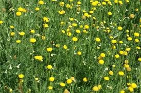 Plantas Medicinales: MARCELA