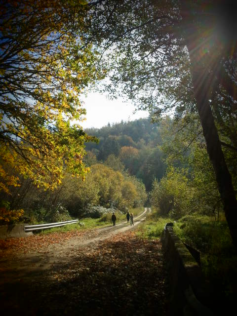 remembering wildness