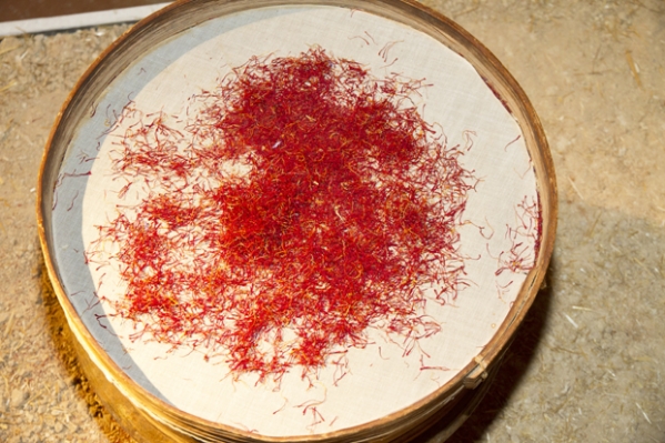 A legón!: EL AZAFRÁN: UNA FORMA DE VIDA