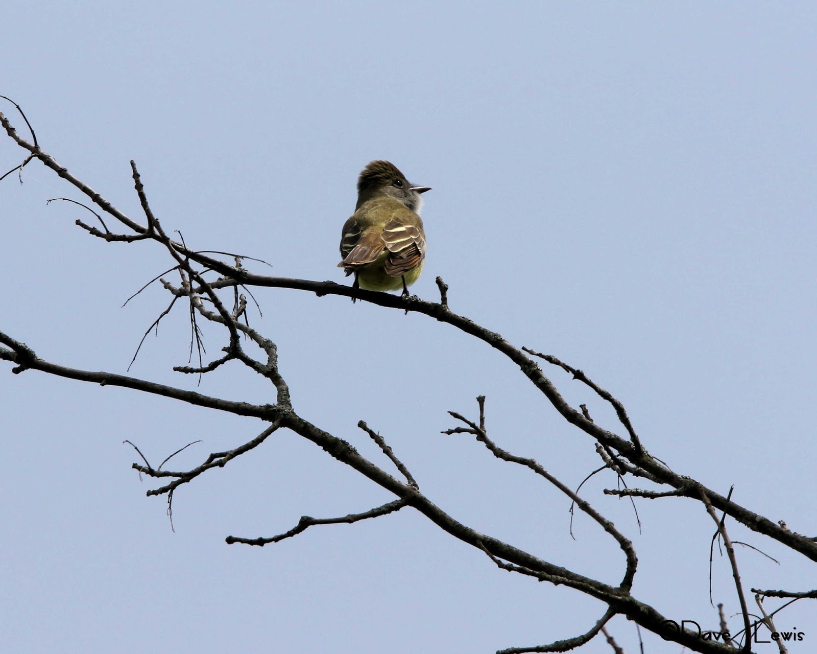 Birds from Behind : 12 June 2016