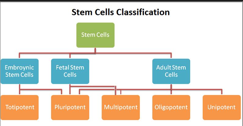 CLASSIFICATION OF STEM CELL |Genetic Engineering Info