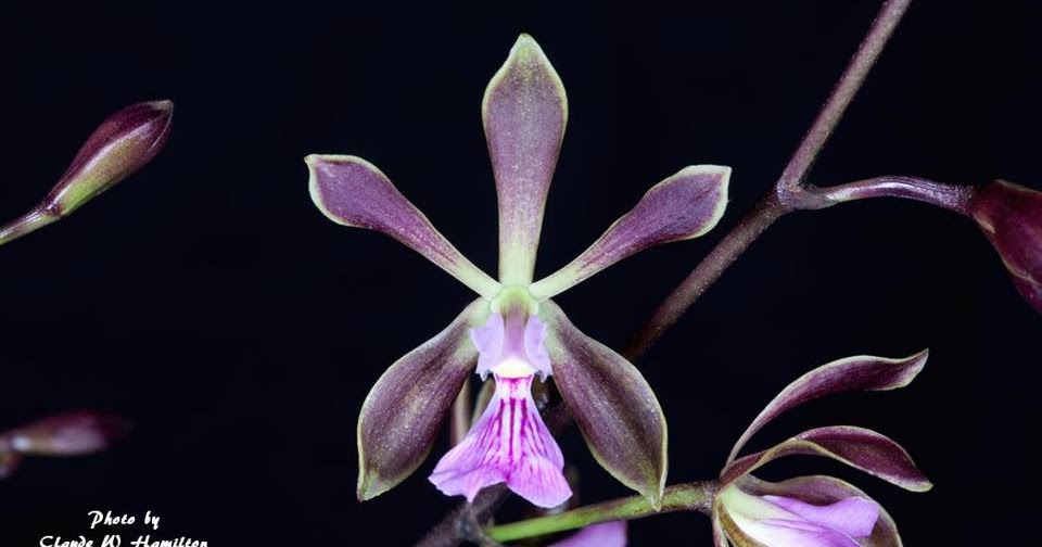 Orchid Boom - World of orchids: Encyclia species