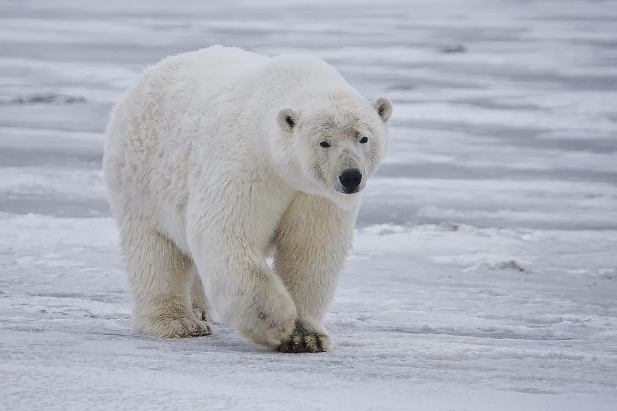 -Cebu-: Beruang dan jenis-jenisnya yang ada