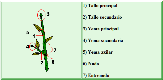 LAS PARTES DE LAS PLANTAS: INTRODUCCION