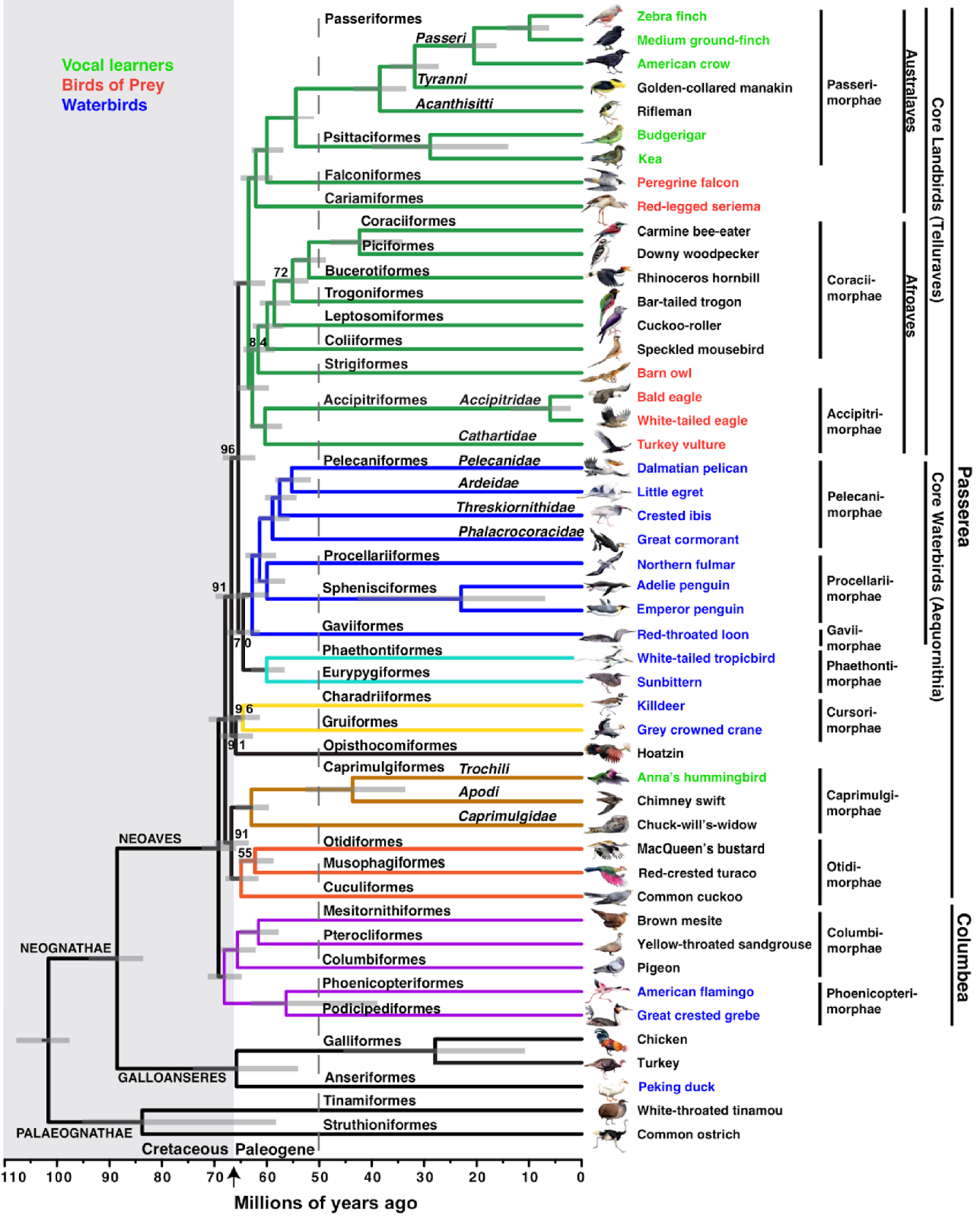 pan-Aves: Avian Phylogenomics Project