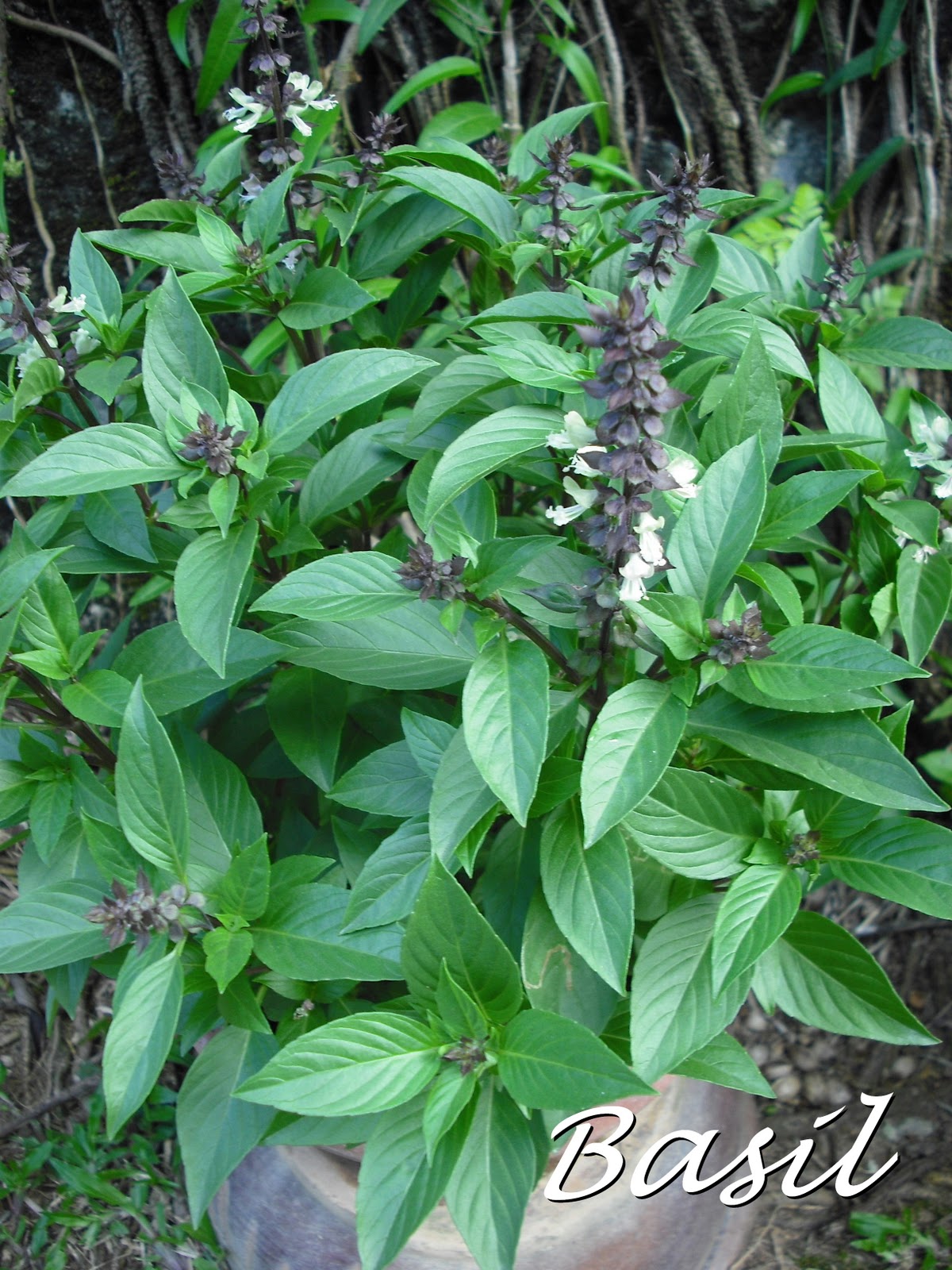 The Plant In My Garden-1 - Anncoo Journal