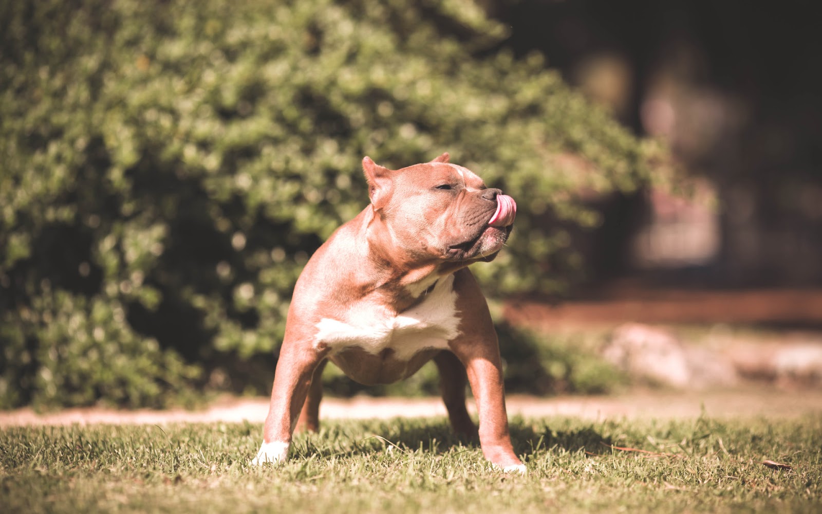 Pit bull dog wallpapers