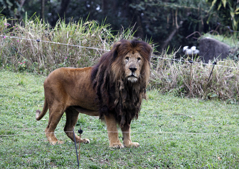 AnimaisOk: Rei da Selva toma choque elétrico e perde a majestade no ...