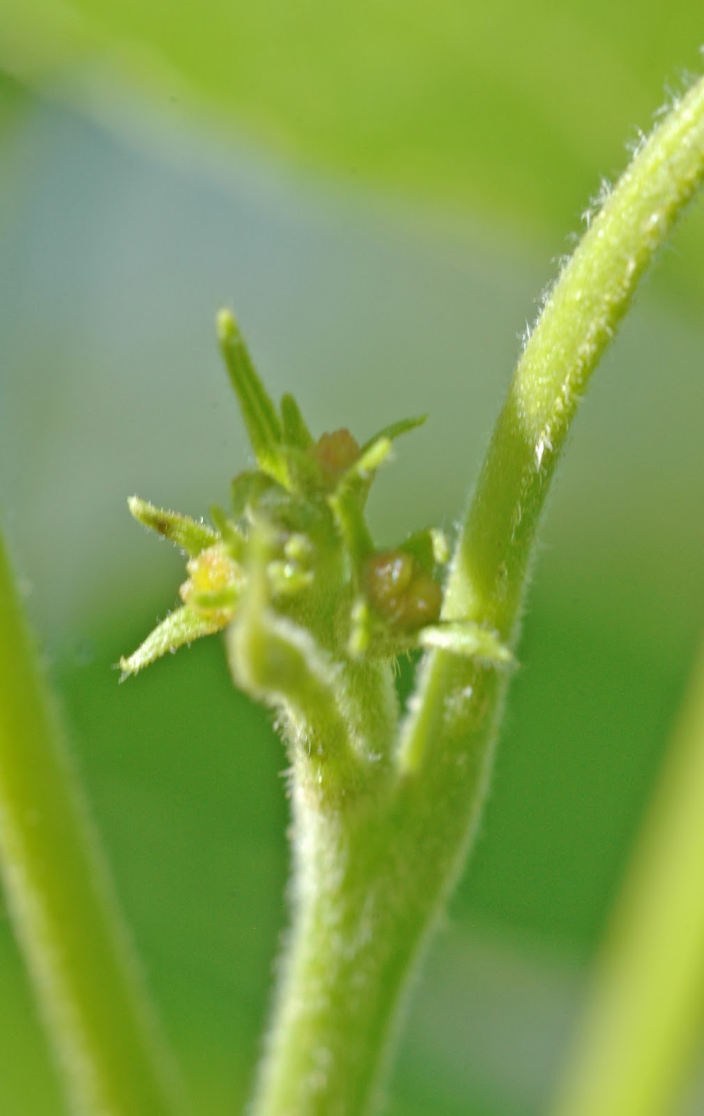Northern Pecans: First pistillate flowers are showing.