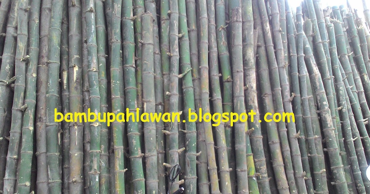 BAMBU PAHLAWAN: jual bambu tiang pancang pantai