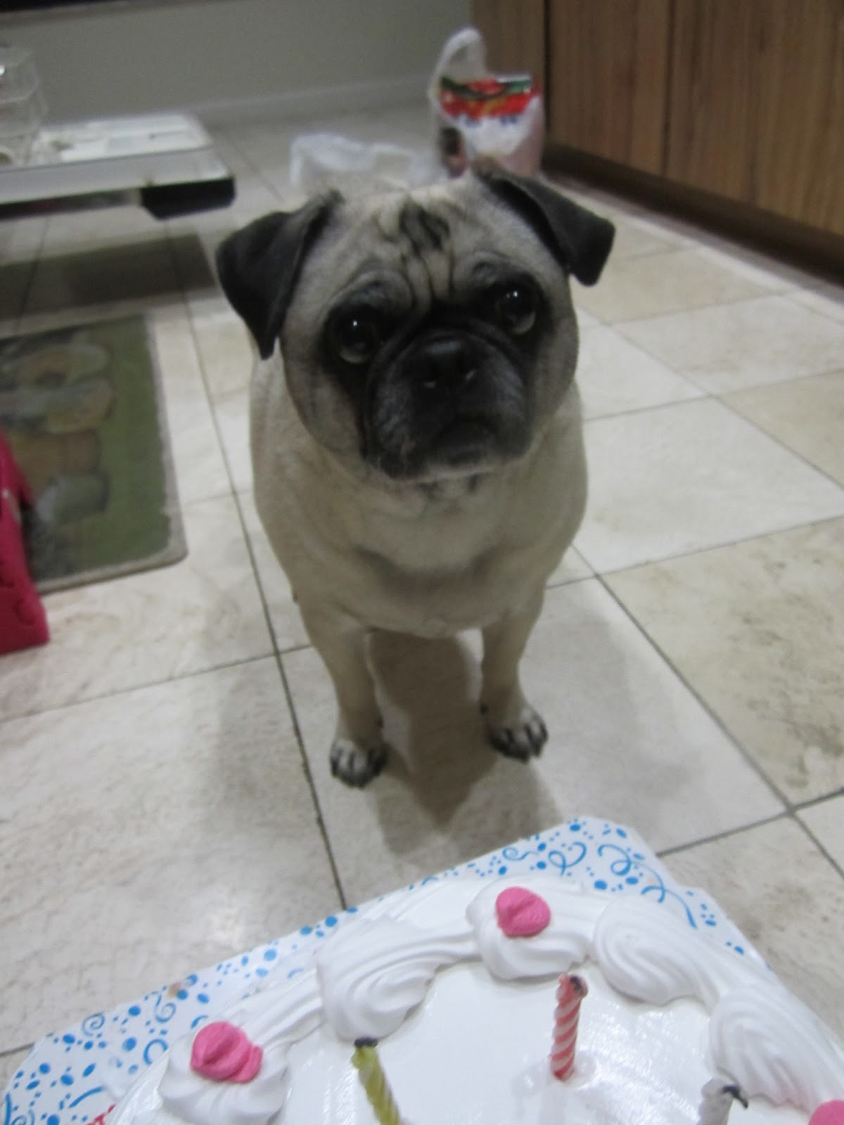 Wild Alaskan Mountain Pug>>>>>>in FLORIDA!