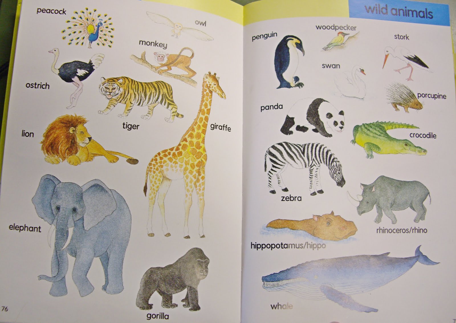 LEARNING TOGETHER: Our new topic: ANIMALS!