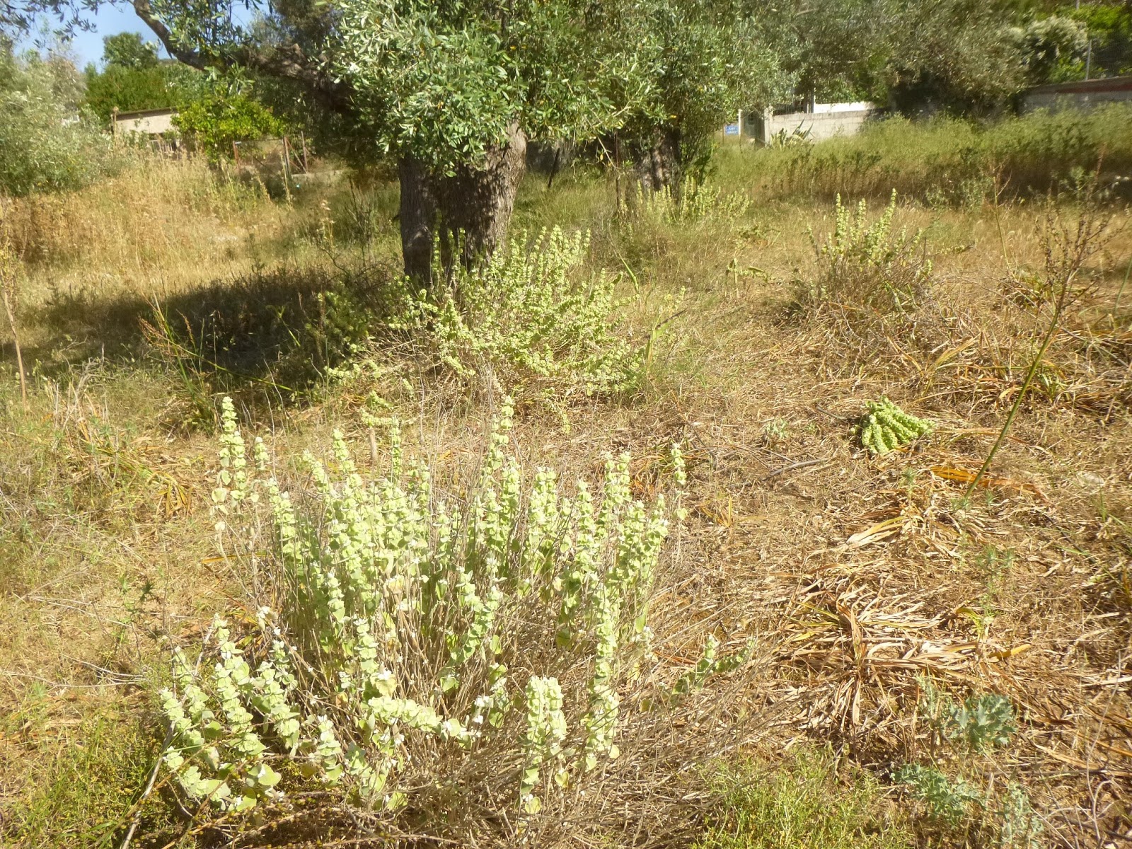 ΠΕΡΙΒΑΛΛΟΝ ΥΓΕΙΑ ΟΙΚΟΛΟΓΙΑ: 3 ΦΥΤΑ ΣΤΗ ΛΟΥΤΣΑ (Βραυρώνα**). ΑΦΑΝΑ ή ...