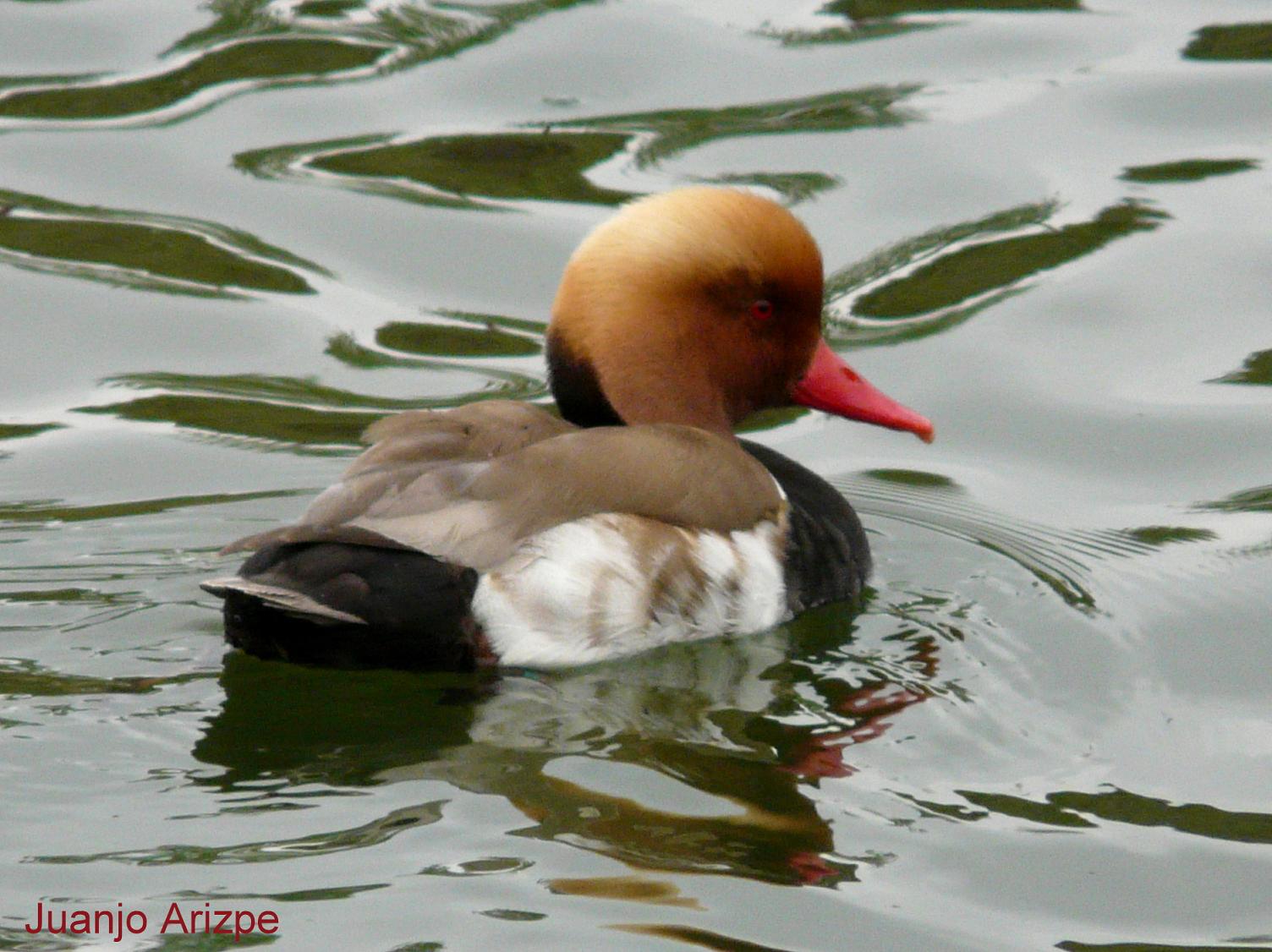 HEGAZTIKLIK: PATO COLORADO (Netta rufina)