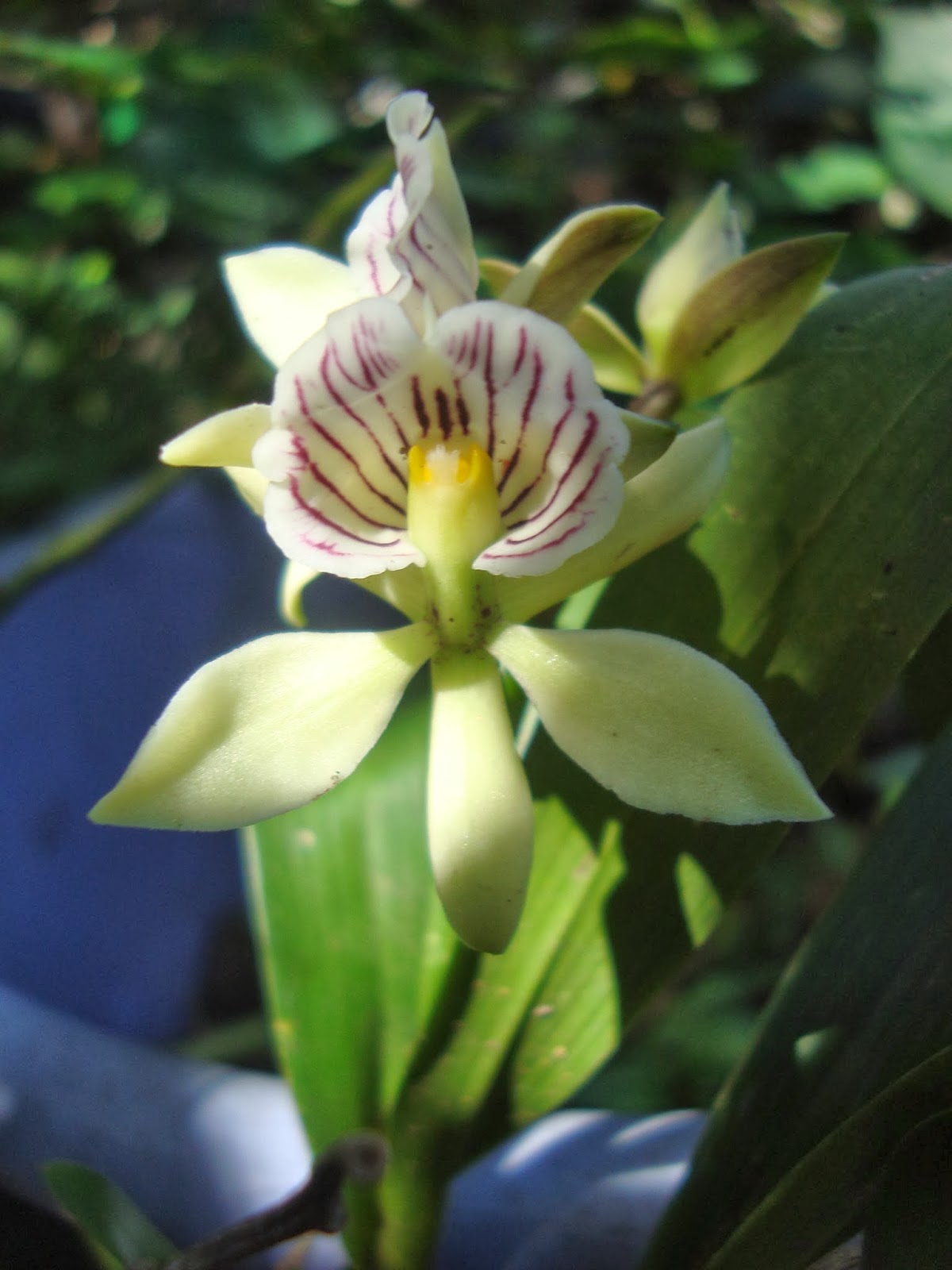 Orquídeas HElid: Prosthechea Radiata / Encyclia Radiata