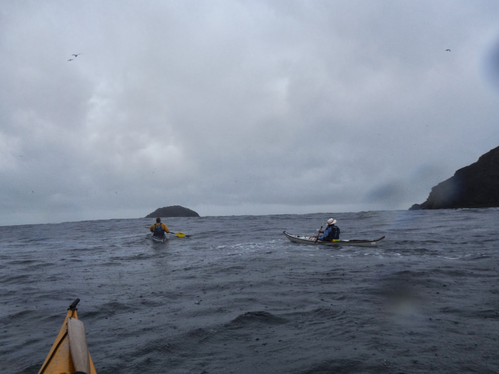 Paddles with an Anas acuta: Shetland: Muckle Flugga and Out Stack