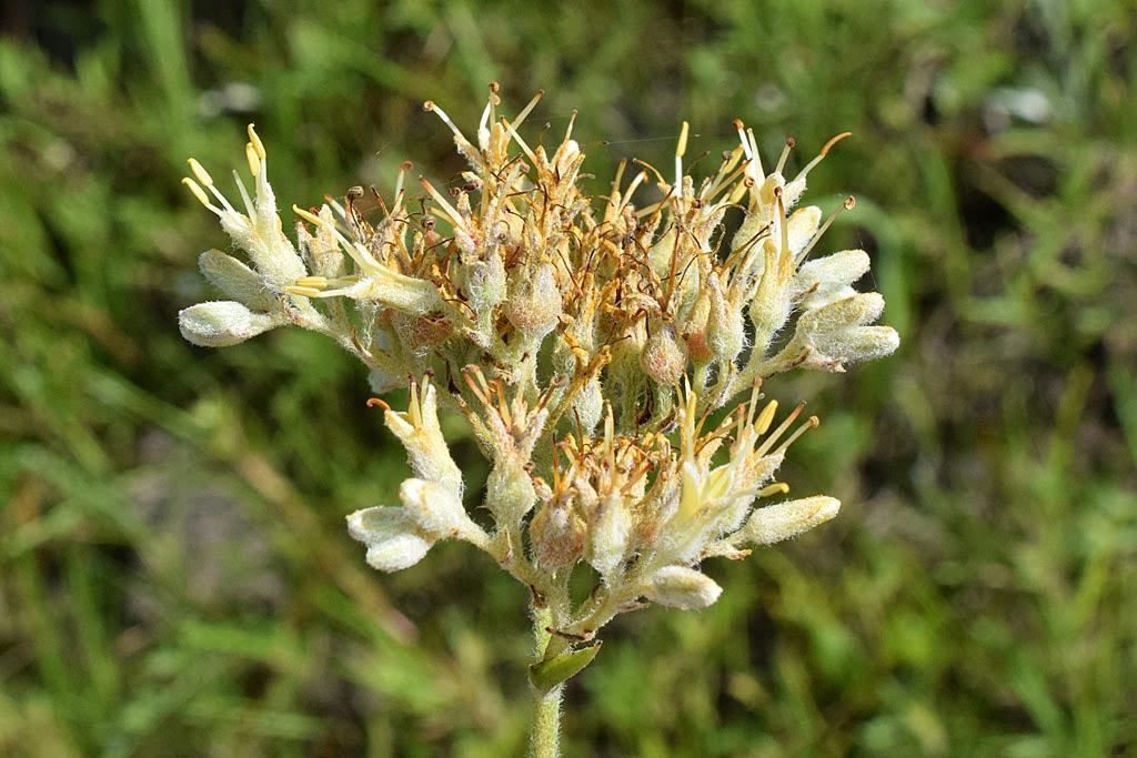 Space Coast Wildflowers