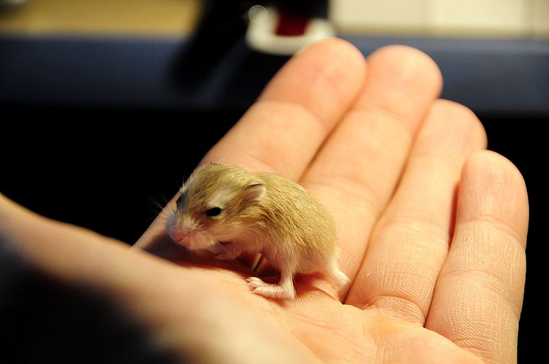 PETS: Roborovski Hamster