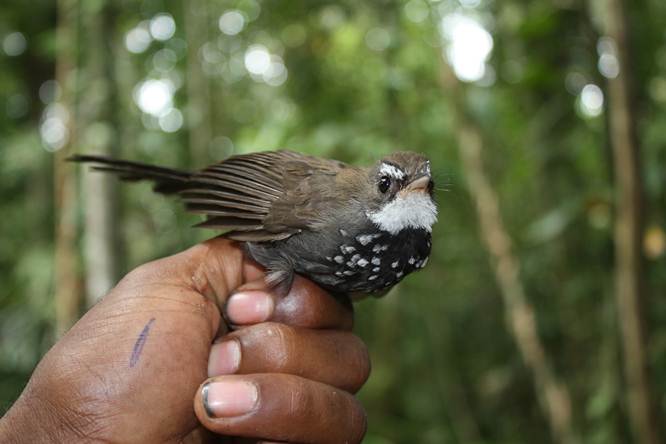 sikatan kipas/murai gila