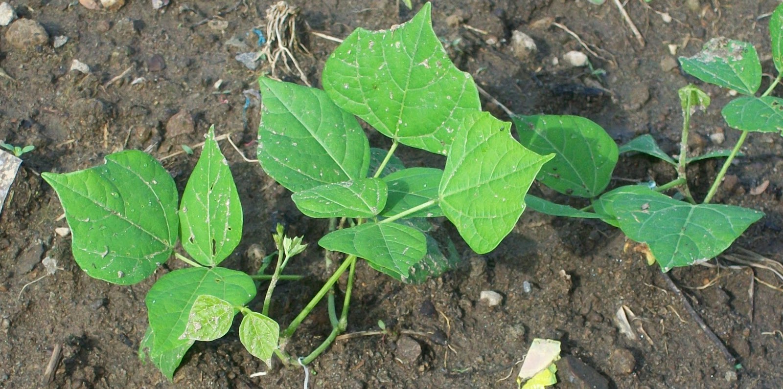 CARA MEMBUAT / MEMILIH BIBIT BENGKUANG | Pertanian