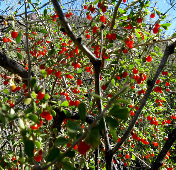 About Health: Lycium Fruit