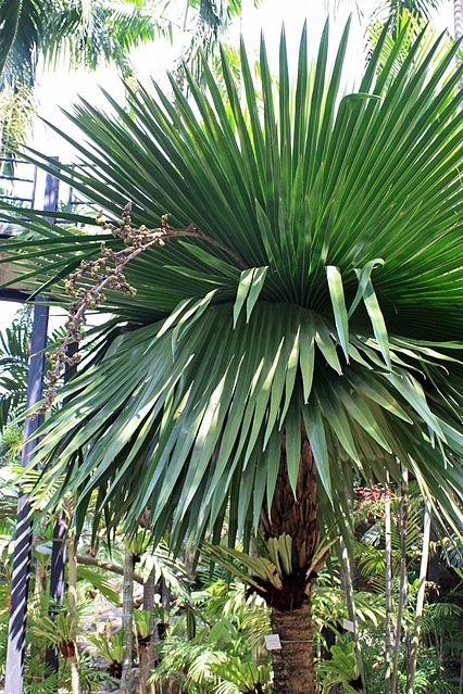 Copernicia - Id Plantae