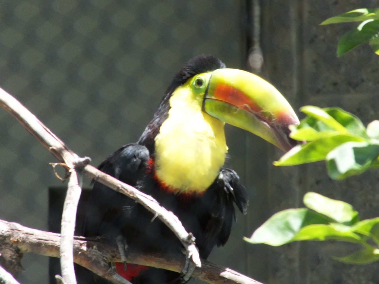 A Local Wander: Summer Road Trip: Salt Lake City's Tracy Aviary