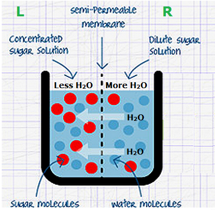 #18 Osmosis | Biology Notes for IGCSE 2014