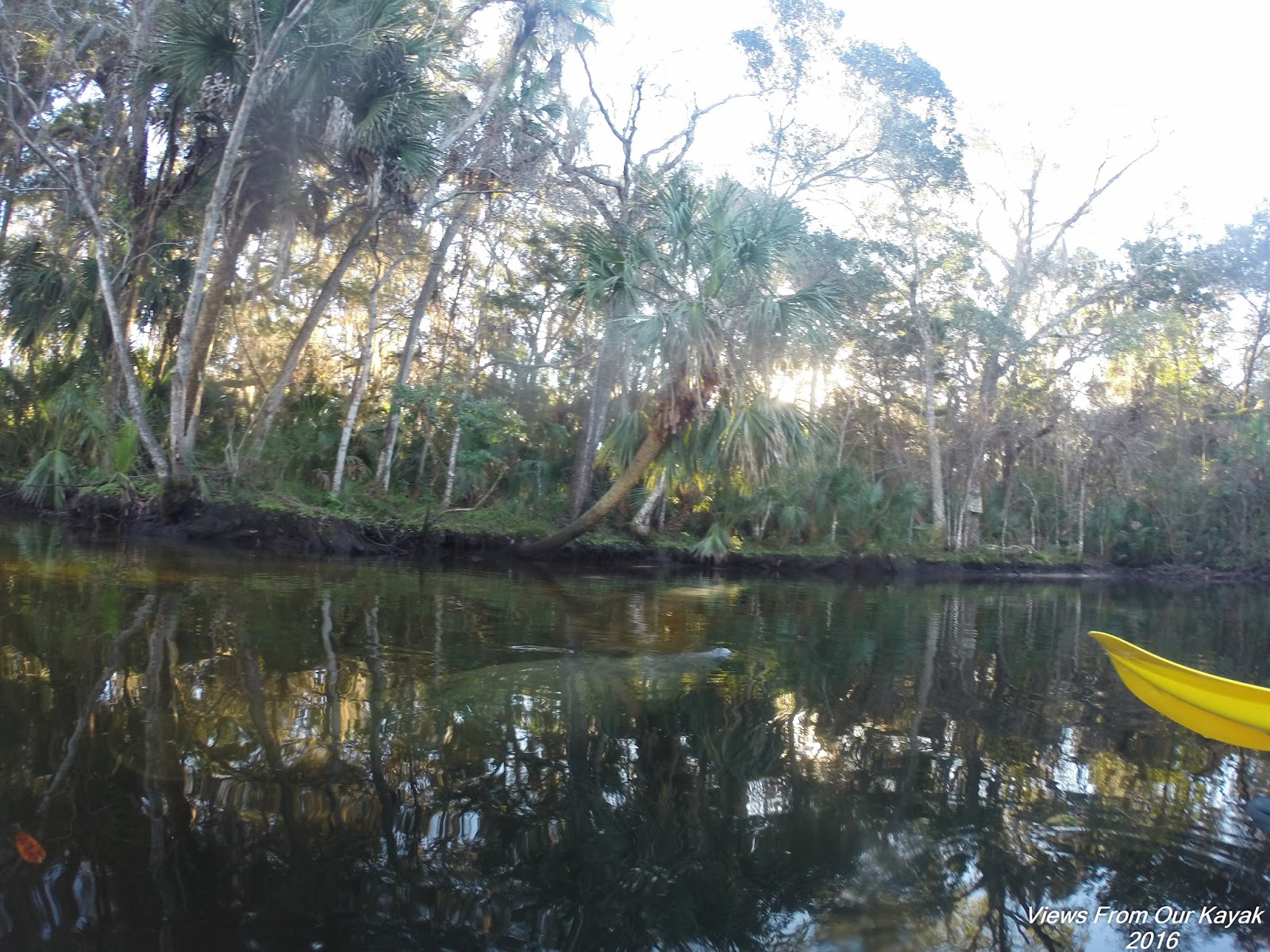 Views From Our Kayak: Hospital Hole (Weekie Wachee River)