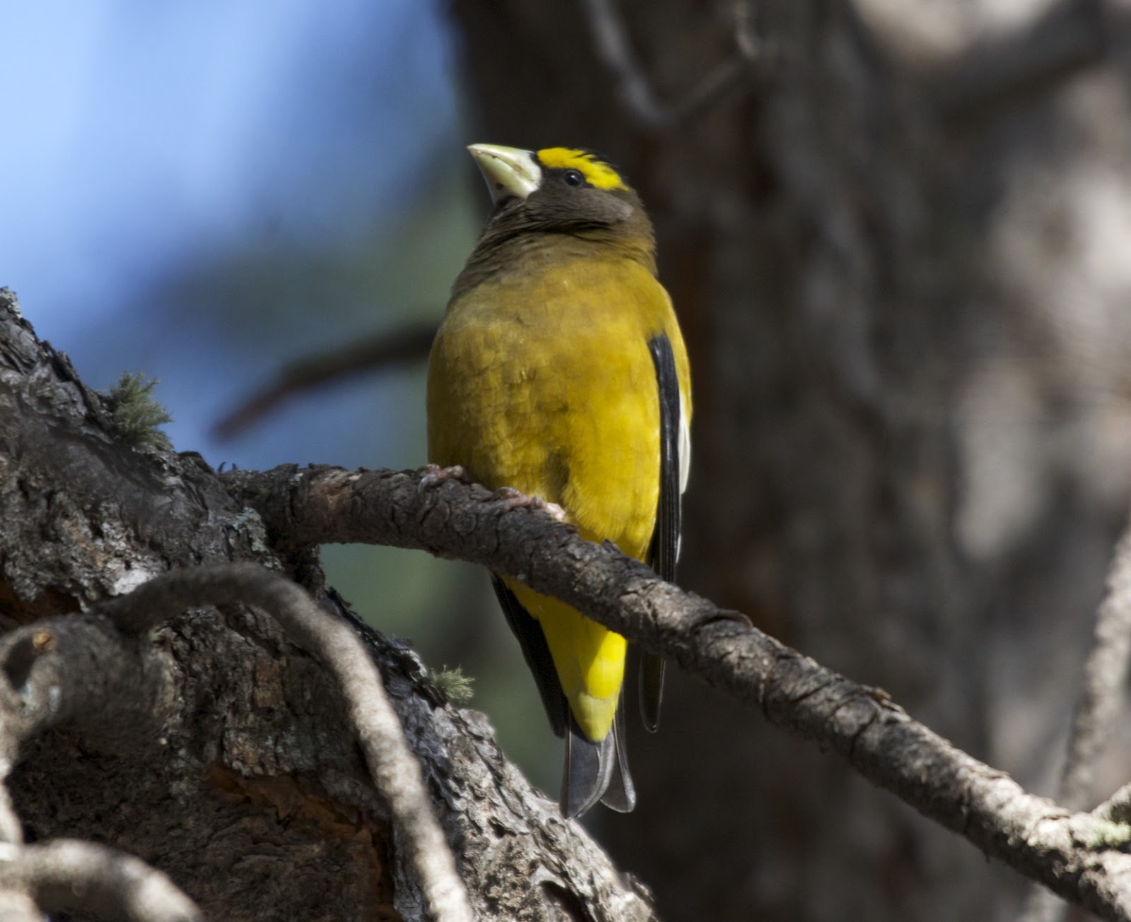 Birding Is Fun!: Saluting the Flag!