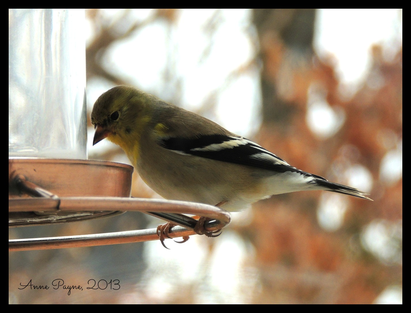 Stuff & Nonsense: Lazy Birds