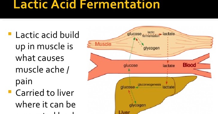 Biology; the study of the life: Lactic Acid