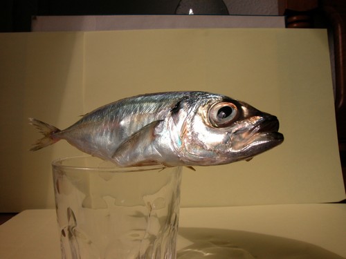 Biodiversidad Costa Granadina y ... (Fauna): Jurel común, chicharro ...