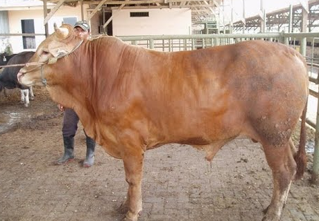 Blog Belajar Beternak: Cara jitu beternak sapi limosin