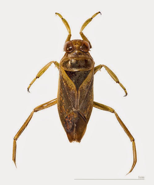 Species of UK: Week 29: Water Boatmen (‘Corixa’ and ‘Notonecta’)