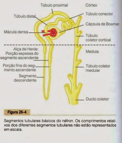 Fisioterapia: Fisiologia Renal