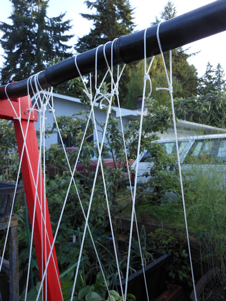 The Shade Gardener: Overhead / Vertical Tomato Trellis - Let Them Reach ...