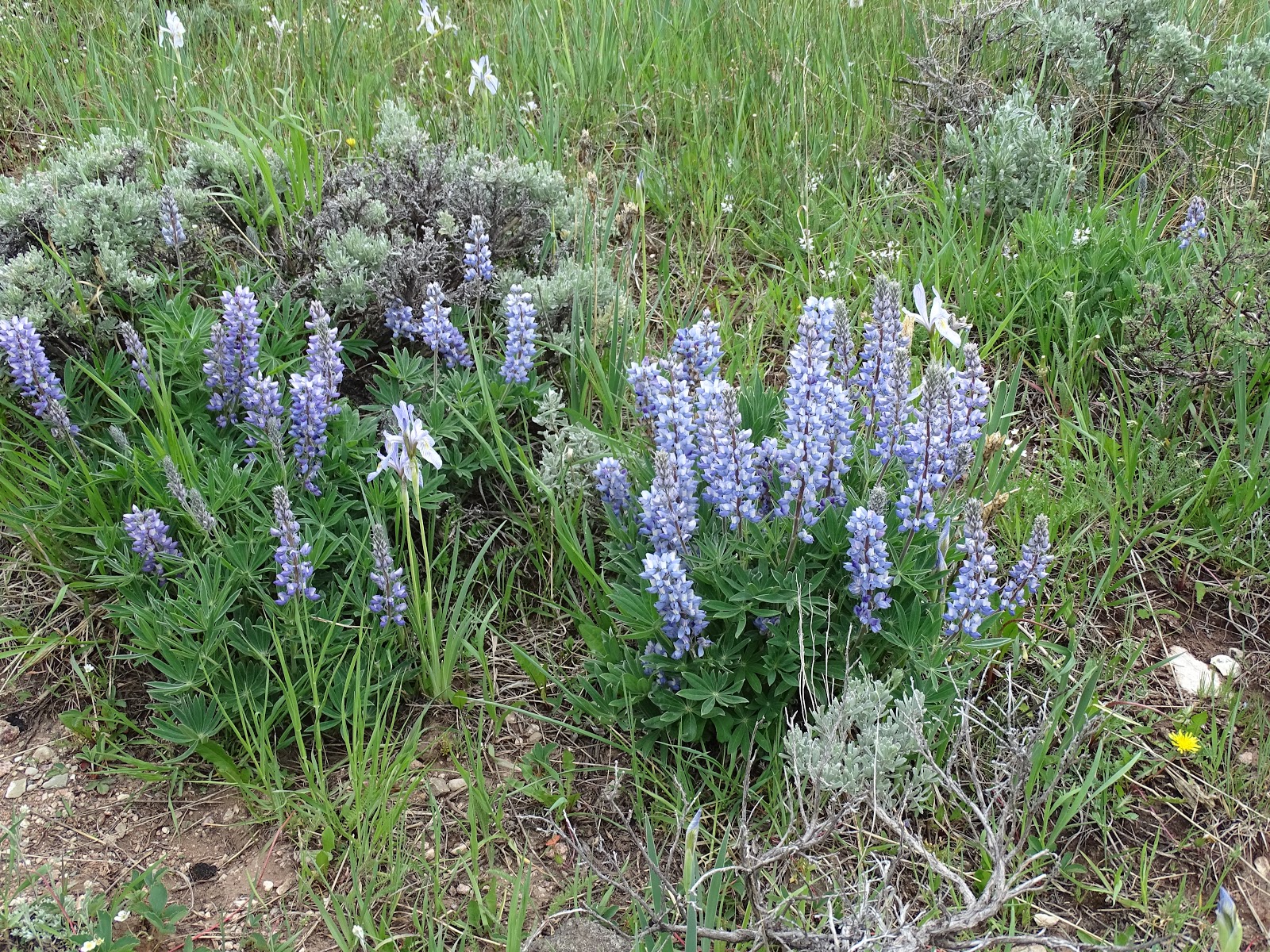 Prairiebreak: An album with a floral few gems from Northwestern Wyoming ...