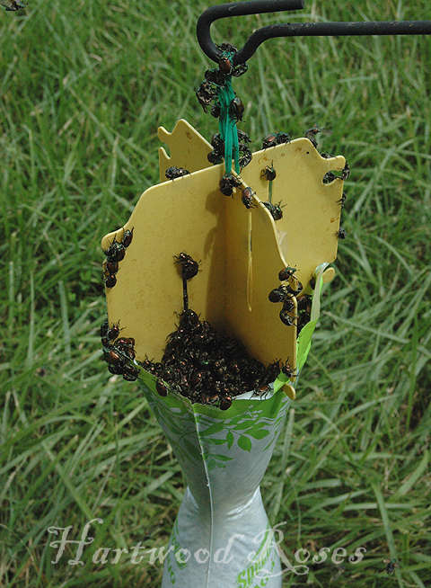 Hartwood Roses: It's a Trap!