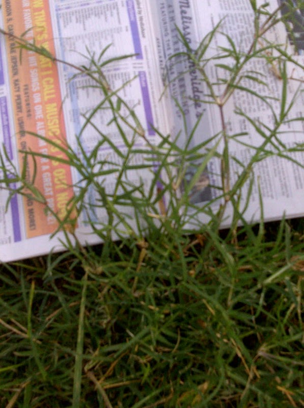 Xtremehorticulture of the Desert: 09 September 2012