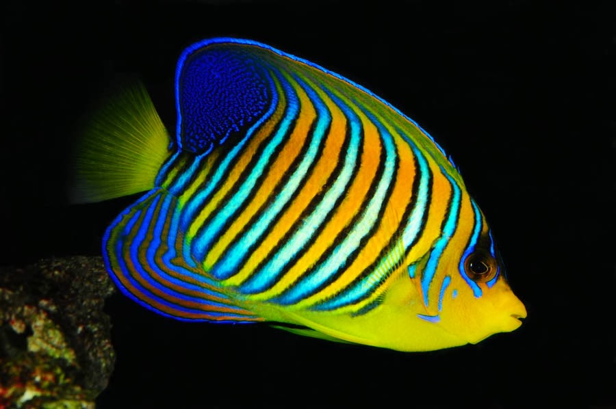 Imagenes de peces - Imagui