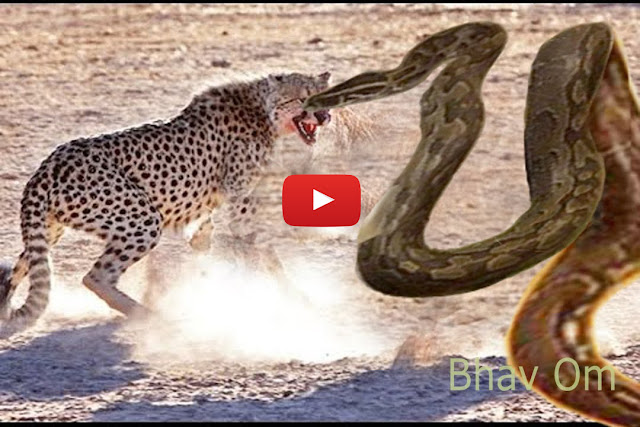 Giant Anaconda vs Lion vs Tiger Great Python vs Lion Real Fight - My ...