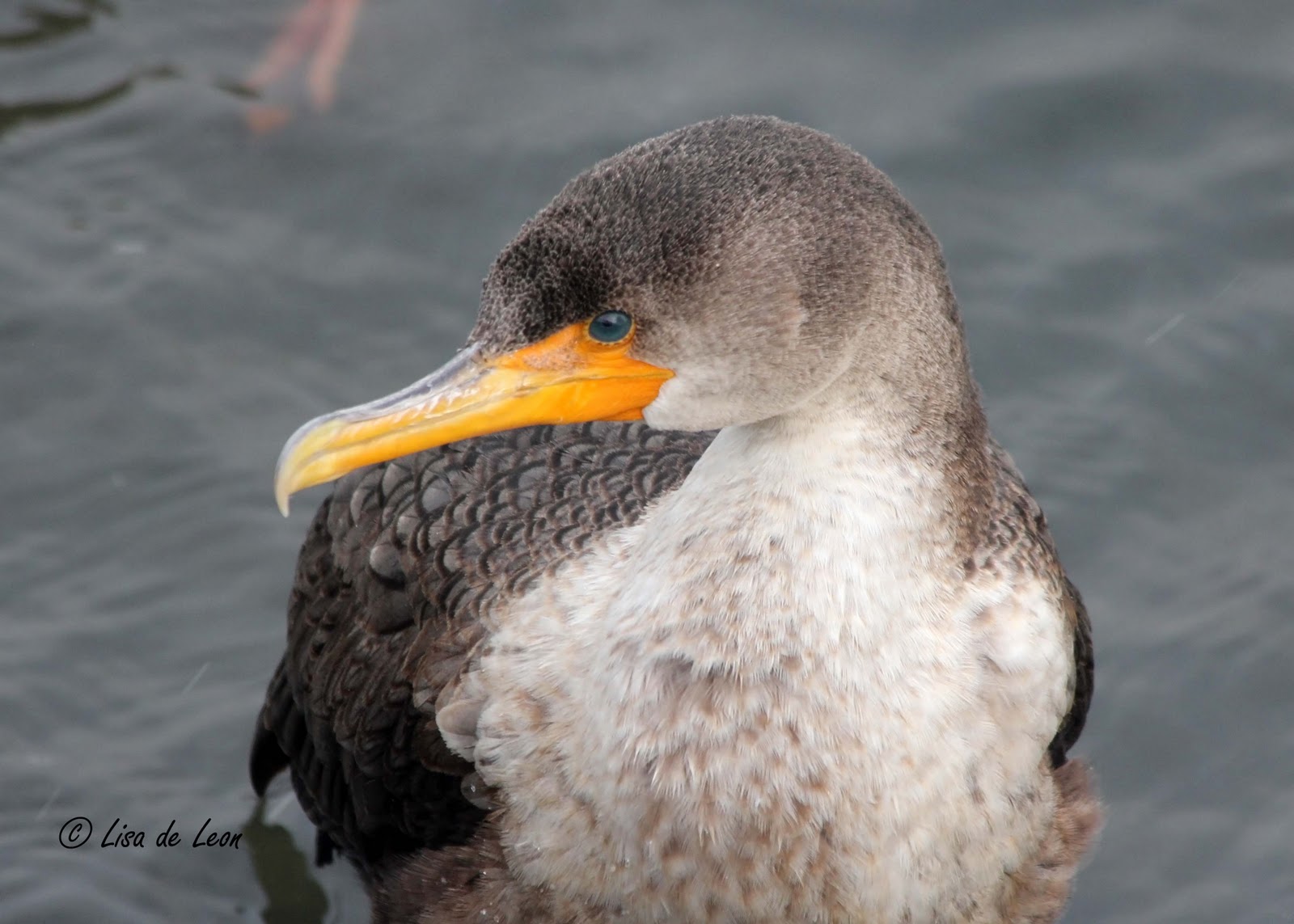 Birding with Lisa de Leon: Double-crested Cormorant or Great Cormorant