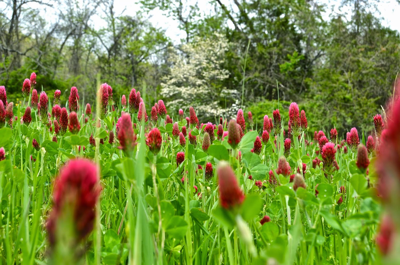 Hiking Daym: Red Prairie