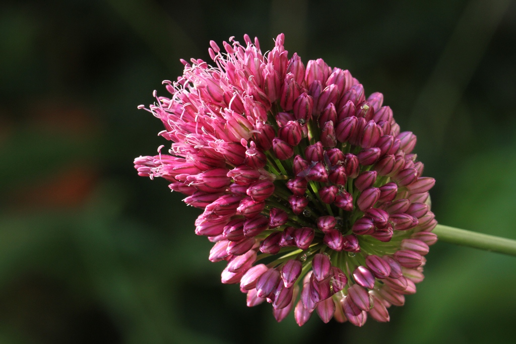 Garden under the clouds: July 2013