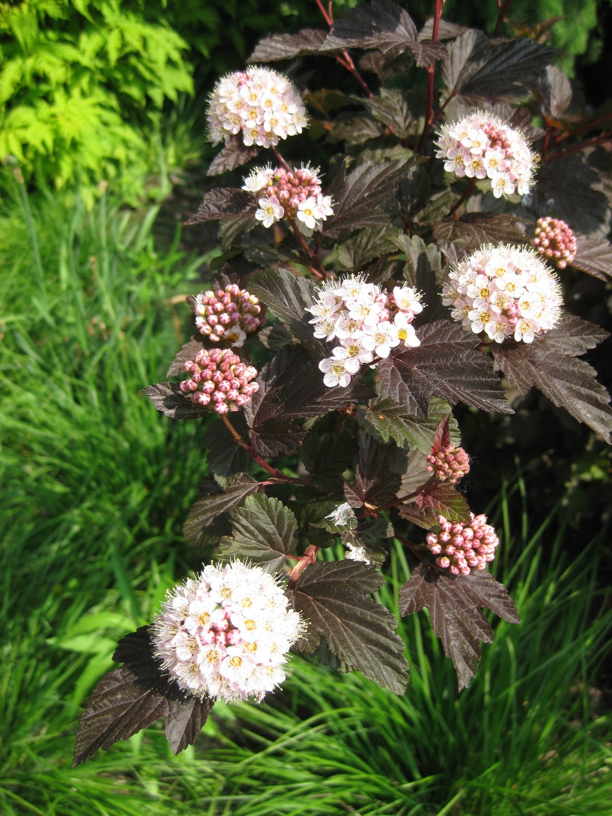 Rotary Botanical Gardens - Hort Blog: Nifty Ninebarks