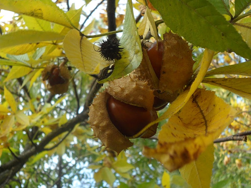 omⒶ KOPPA: KASTANJAT