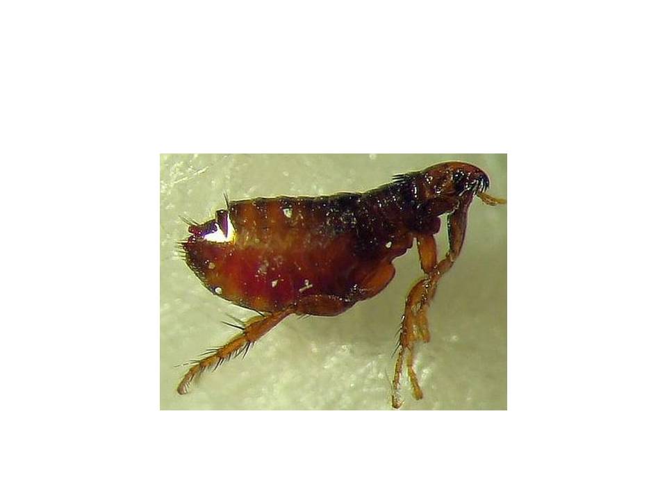 Full Orange: Vektor Penyakit